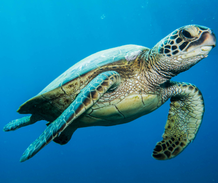 10 Aquatic Animals You’ll Encounter in Grand Cayman
