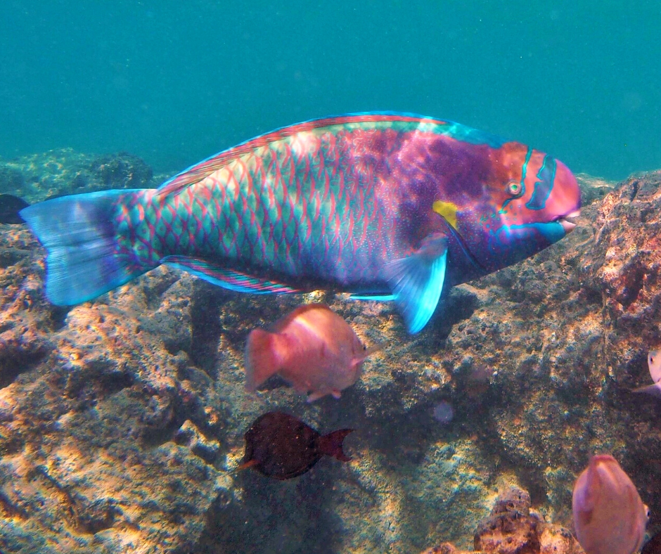 10 Aquatic Animals You’ll Encounter in Grand Cayman