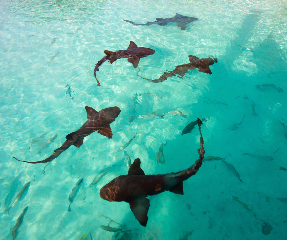 10 Aquatic Animals You’ll Encounter in Grand Cayman