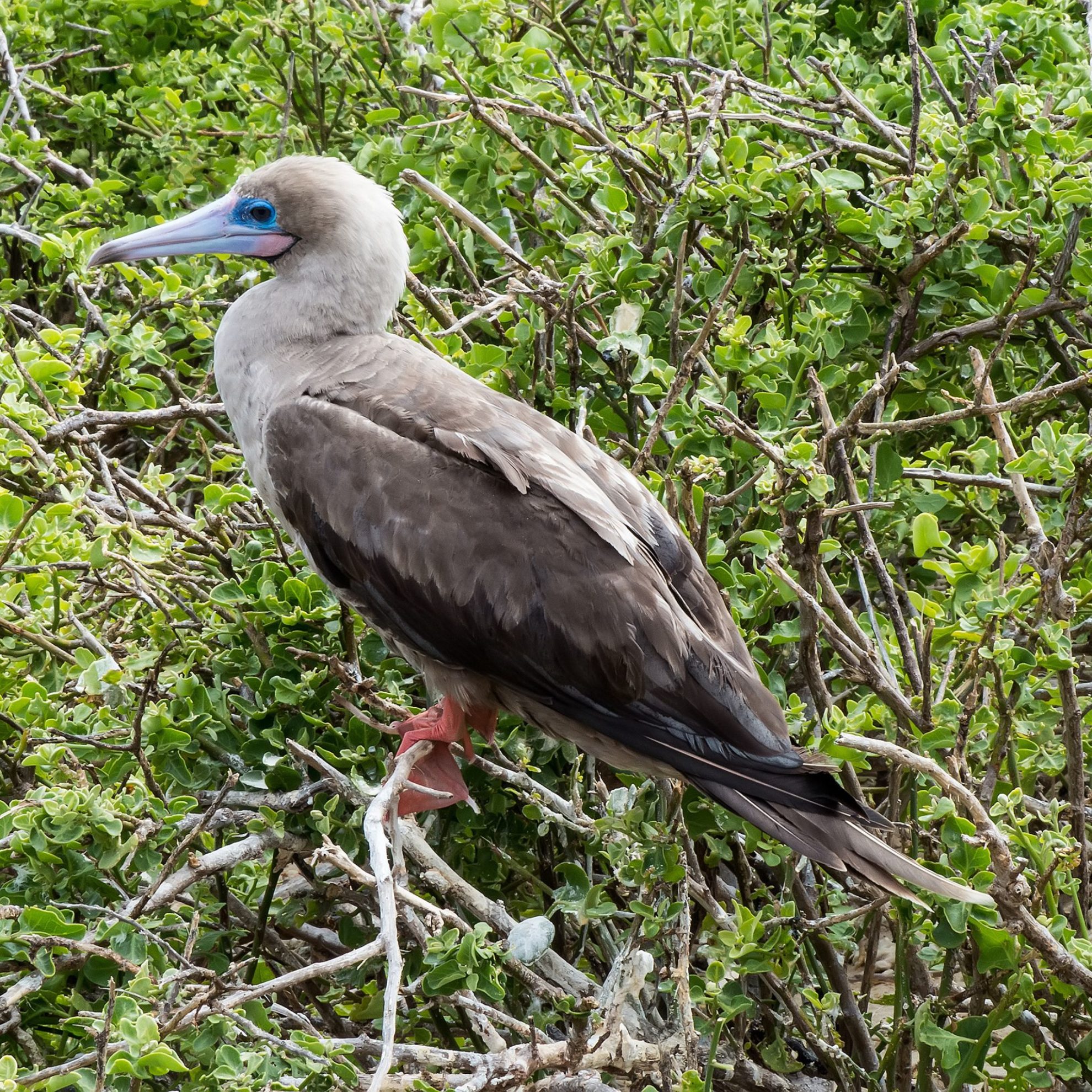 7 Things You Need to Do in Cayman Brac and Little Cayman